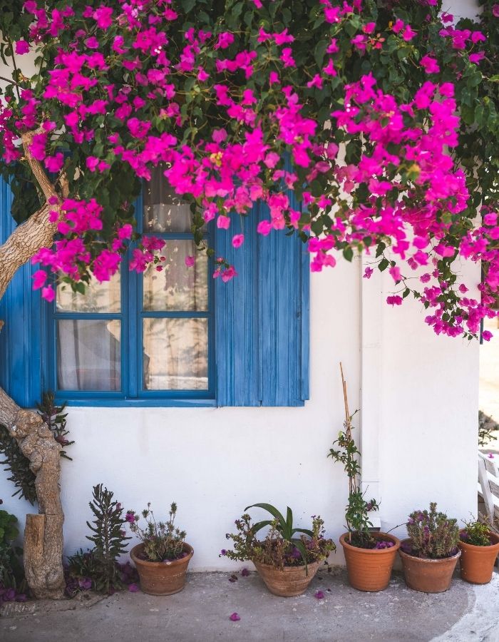 Μπουκαμβίλια ο θεαματικός διακοσμητικός θάμνος για να διακοσμήσετε την ...